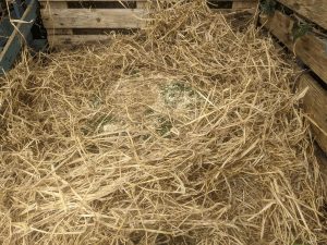 The Ultimate Guide to Building & Using a Three Bin Compost System