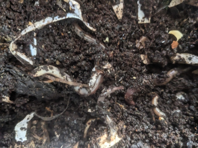 The Garden s Barista Worms Impact On Coffee Grounds Compost Magazine The Garden s Barista Worms Impact On Coffee Grounds Compost Magazine
